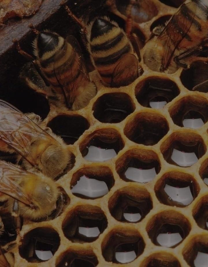 Velas de cera de abelha