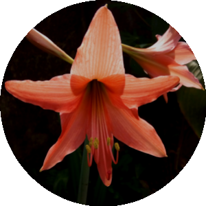 upul