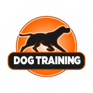 Best Dog training products