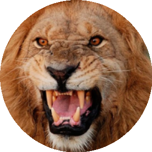 Guido Edul Guitar player