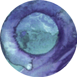 A Shiny Blue Thing Collected by a Bird