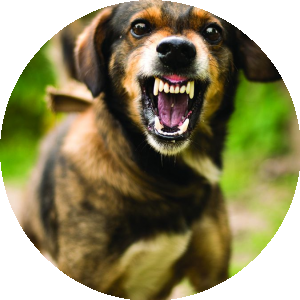 Dog Bad Behaviour Solution