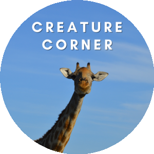 creatures.corner