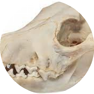 Coyote Skull