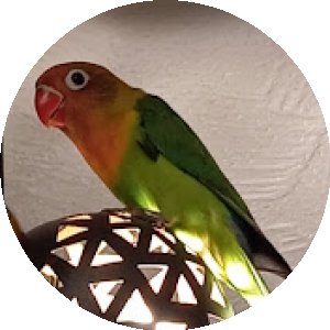 Mango, my Lovebird 🥭