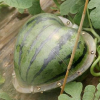 Flora & Bloom Gardening Ideas